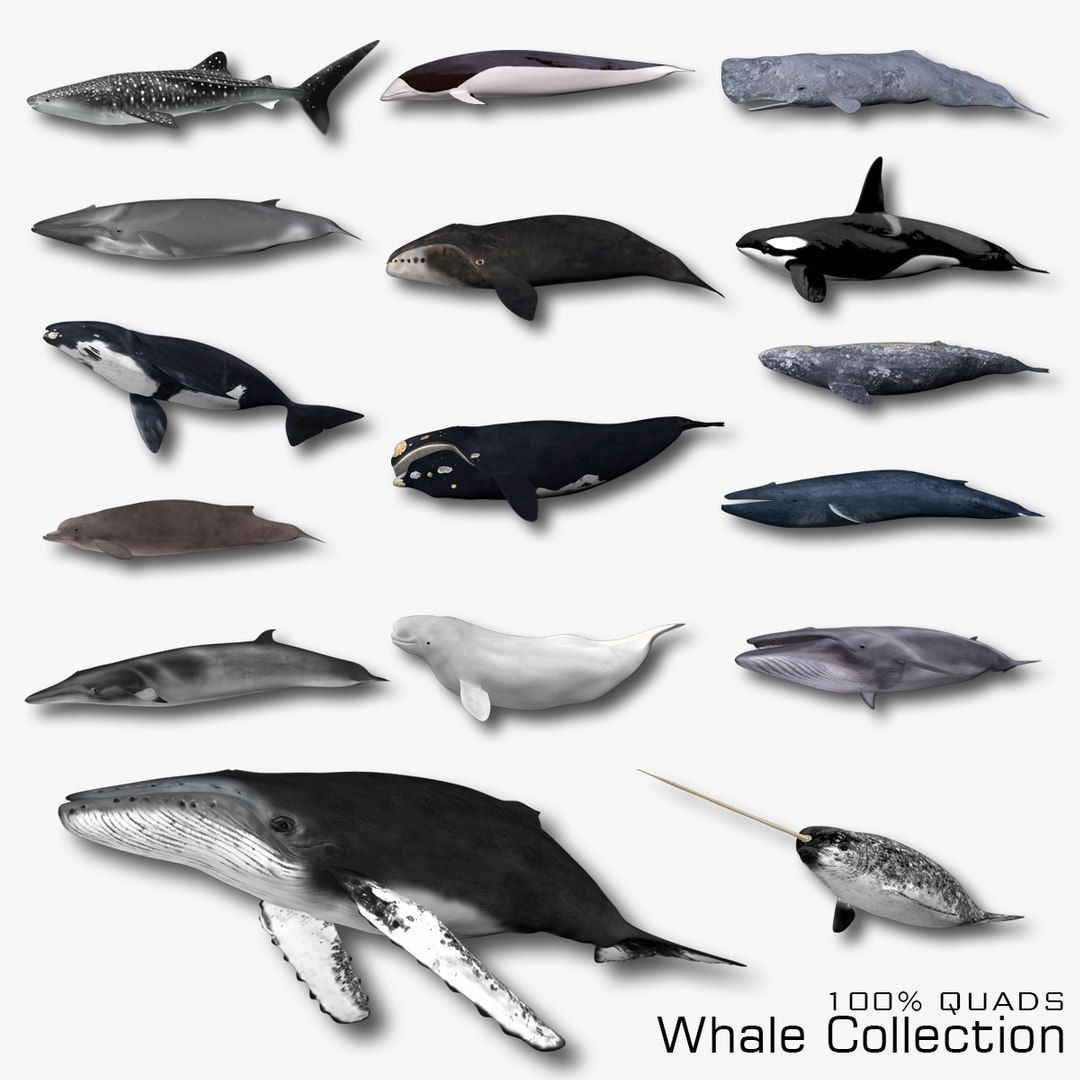 Whale Collection model - TurboSquid 1810509
