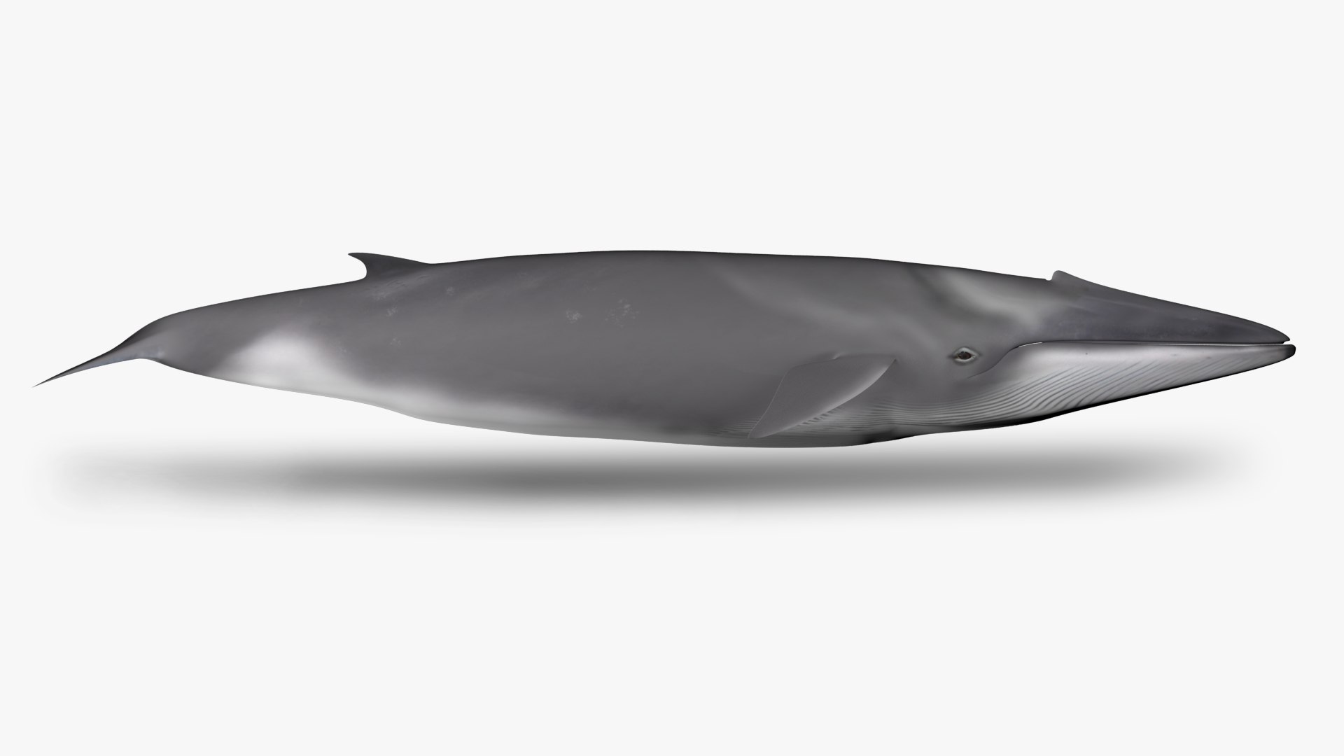 Whale Collection Model - TurboSquid 1810509