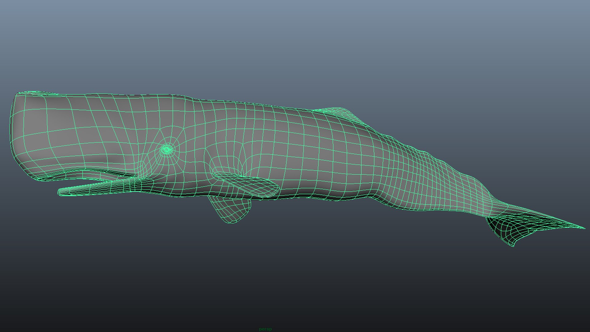 Whale Collection model - TurboSquid 1810509