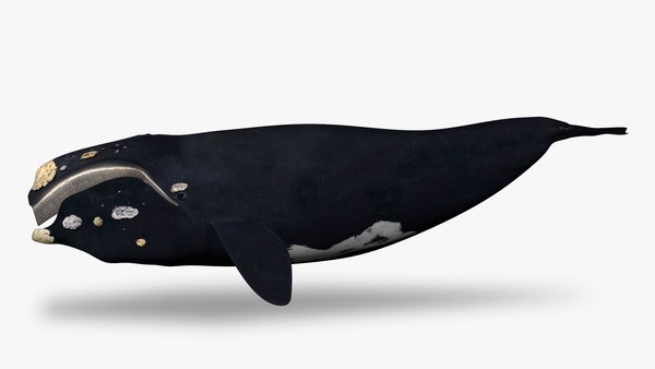 Whale Collection model - TurboSquid 1810509