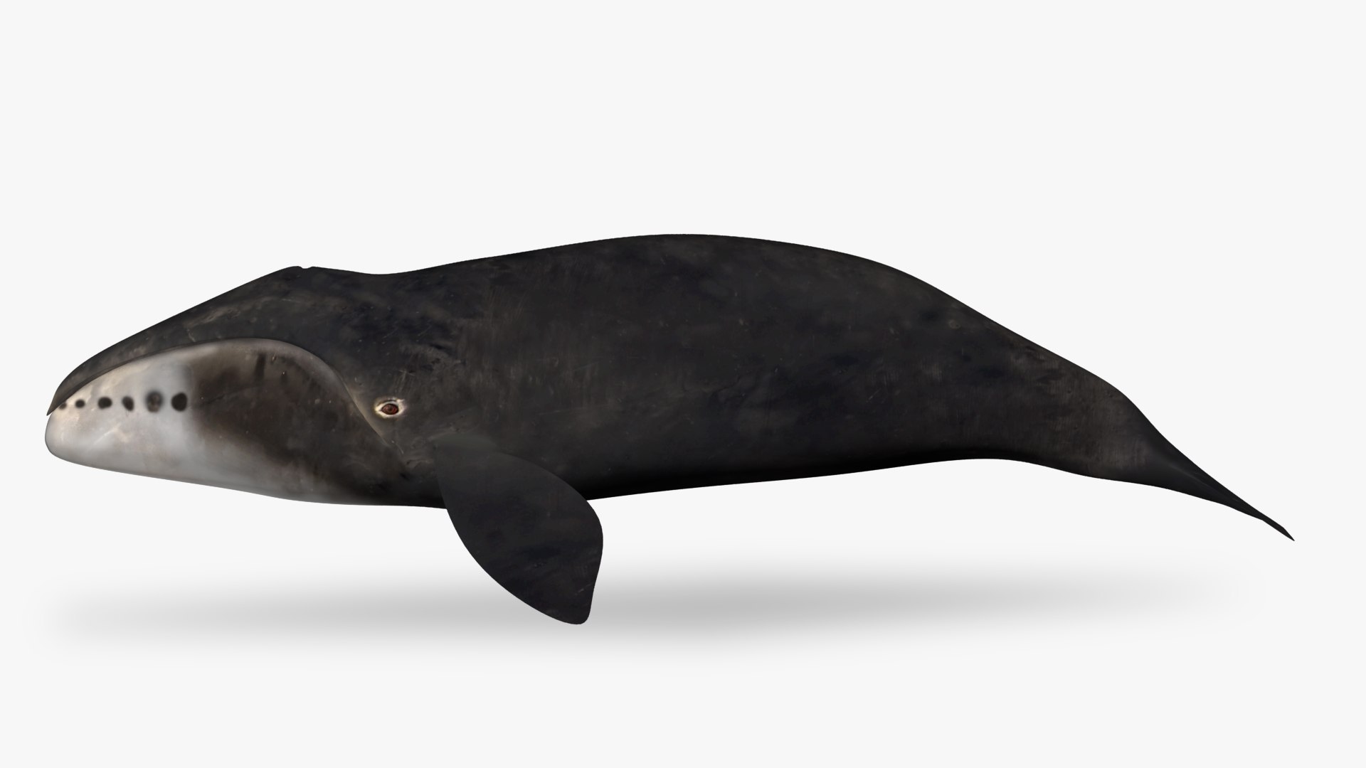 Whale Collection Model - TurboSquid 1810509