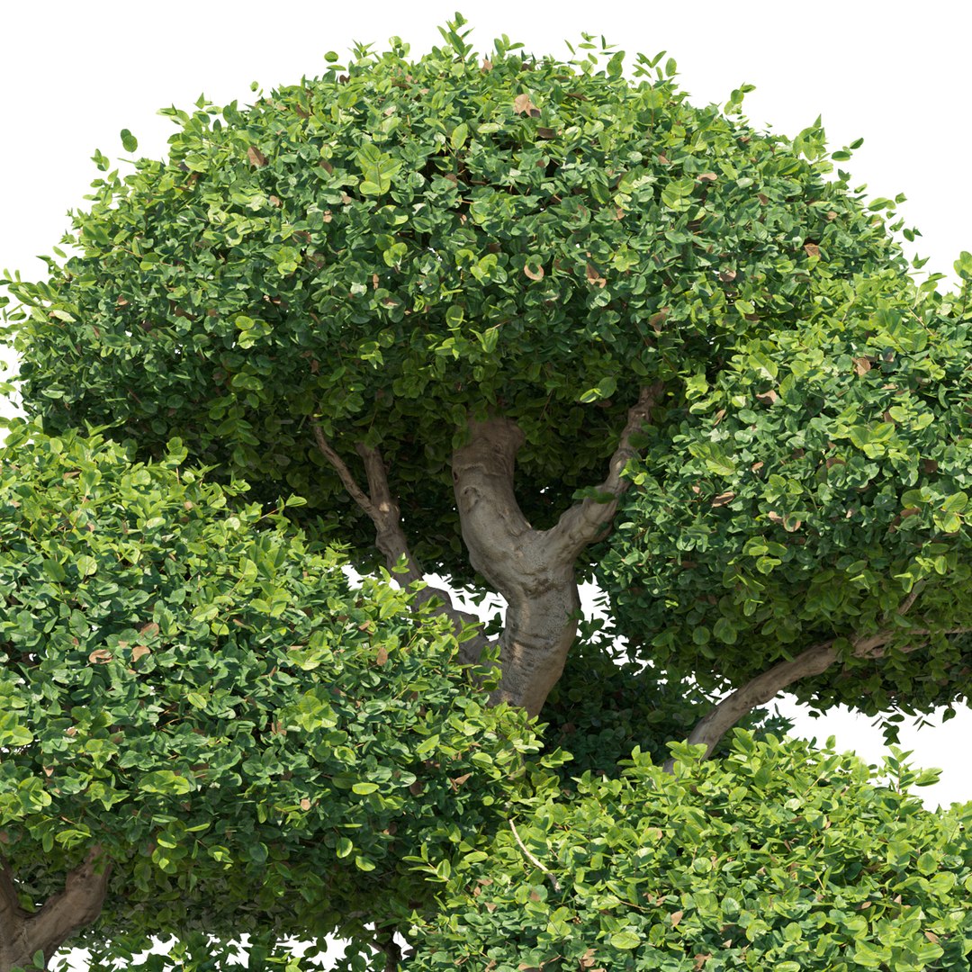 3D Topiary Ficus Model - TurboSquid 2448274