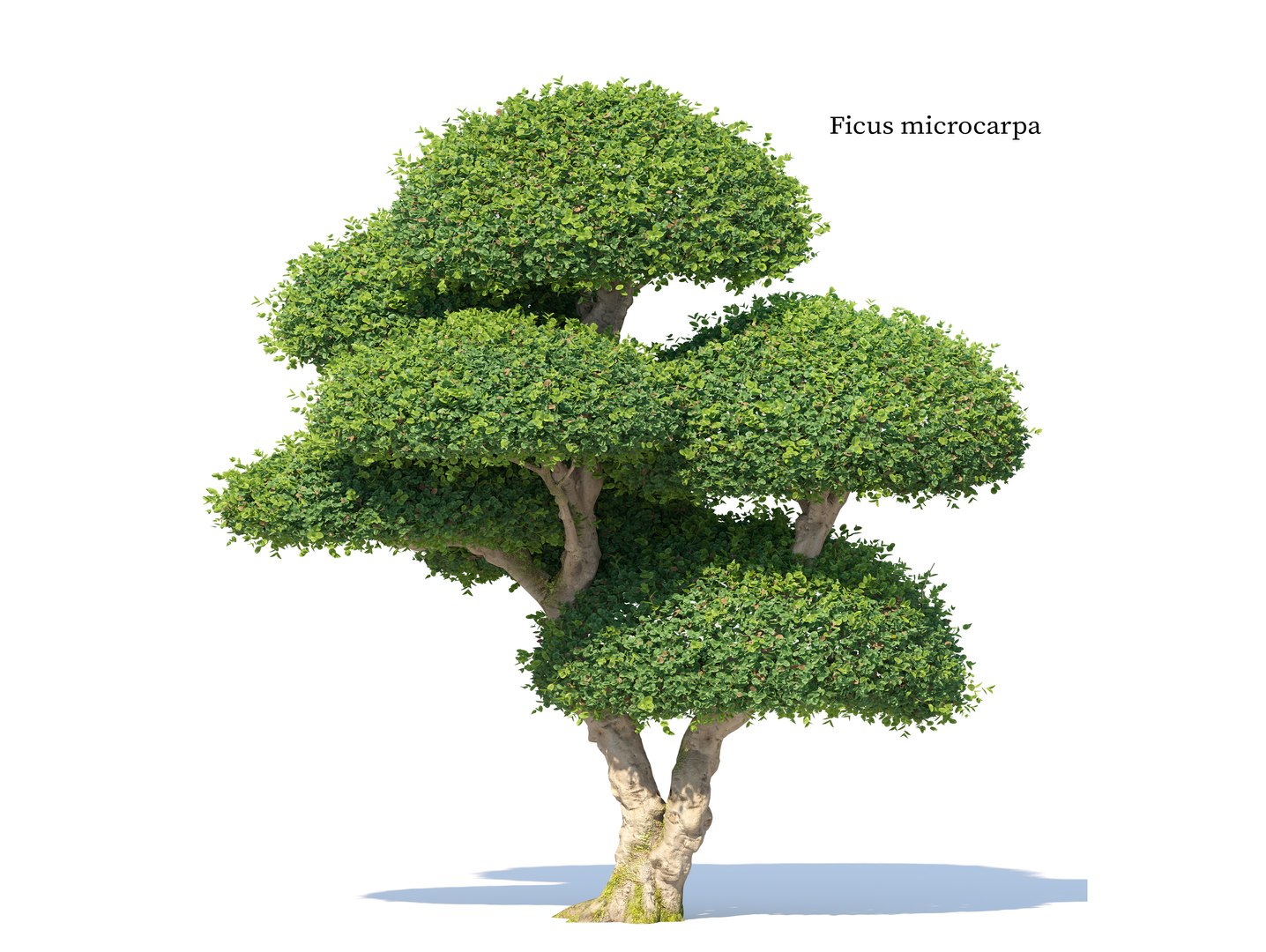3D Topiary Ficus Model - TurboSquid 2448274