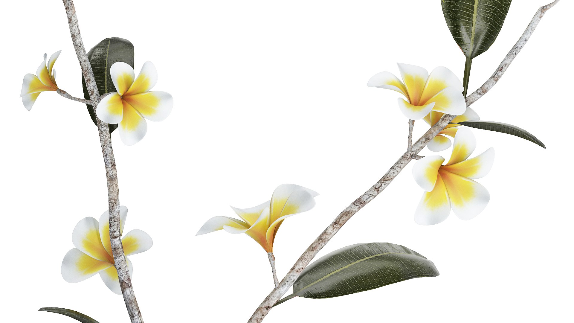 3D Exotic Bouquet Of Branches Plumeria Frangipani In A Vase 538 ...
