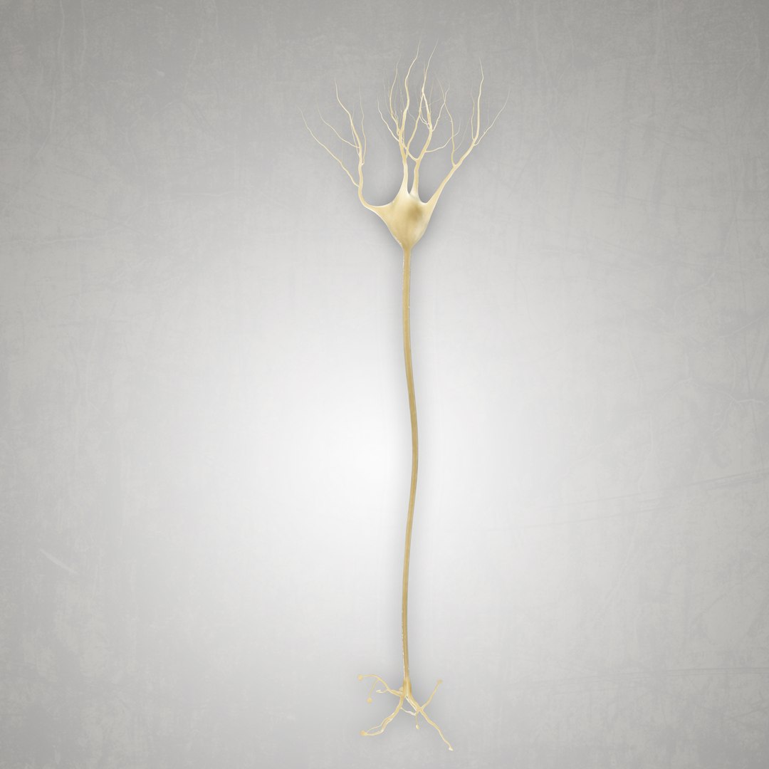 3D multipolar interneuron model - TurboSquid 1160900