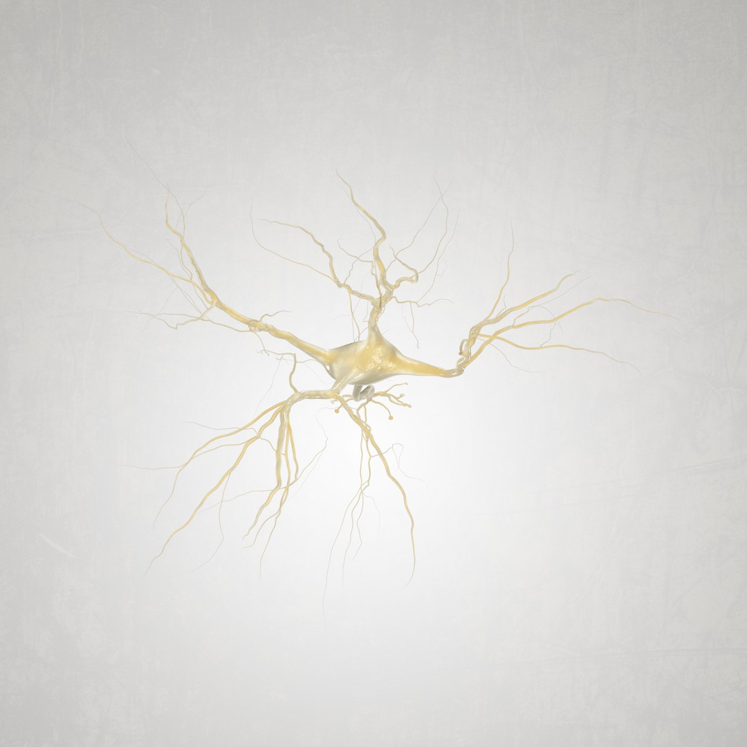 3D Multipolar Interneuron Model - TurboSquid 1160900