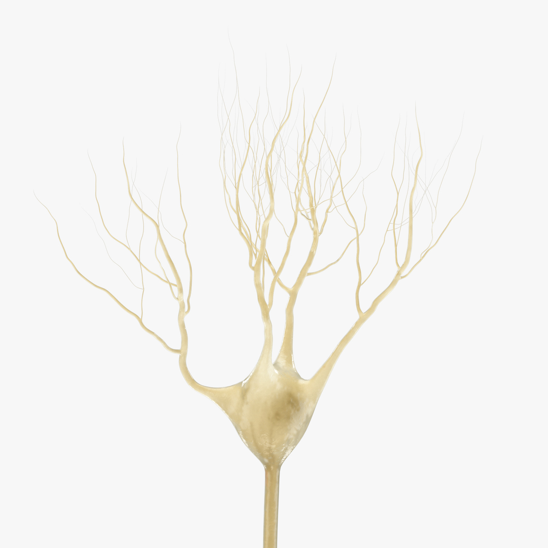 3D Multipolar Interneuron Model - TurboSquid 1160900