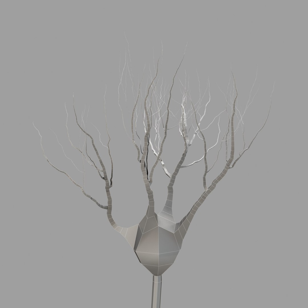 3D Multipolar Interneuron Model - TurboSquid 1160900