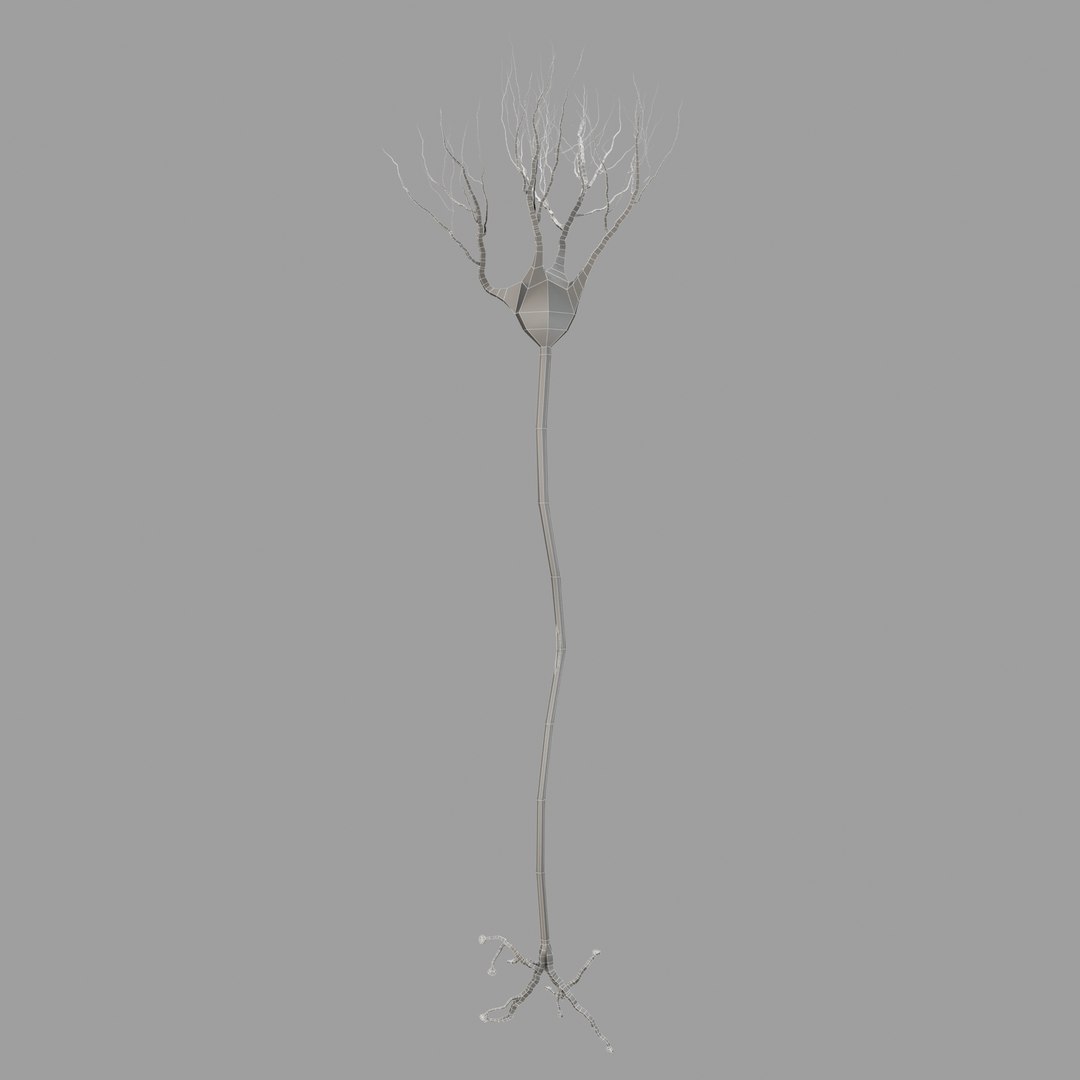 3D Multipolar Interneuron Model - TurboSquid 1160900