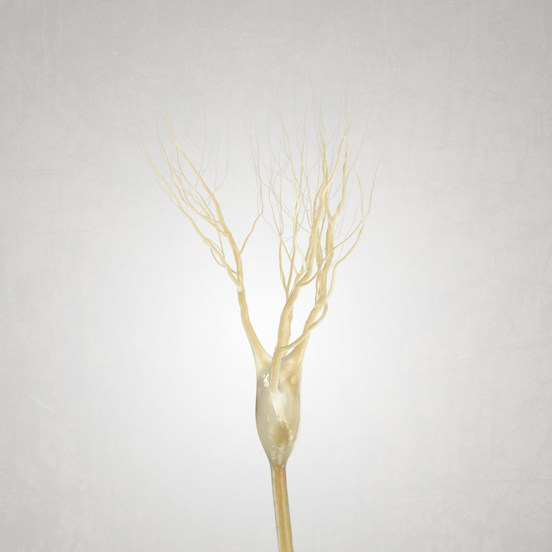 3D Multipolar Interneuron Model - TurboSquid 1160900