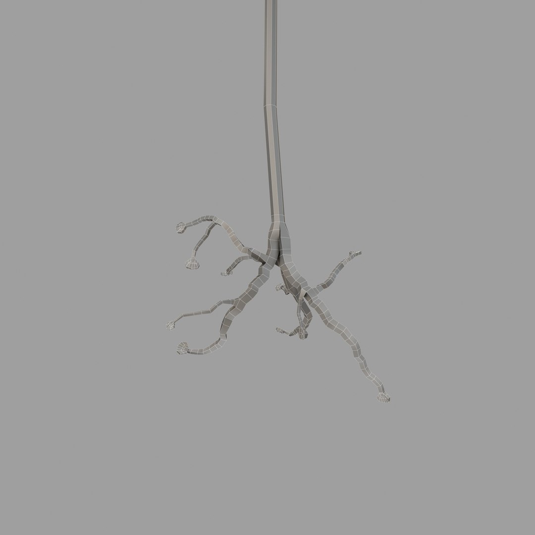3D Multipolar Interneuron Model - TurboSquid 1160900
