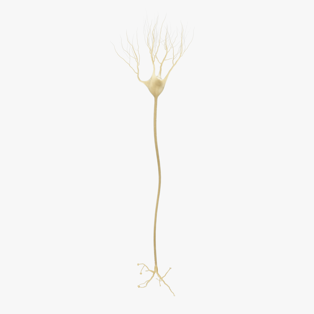 3D Multipolar Interneuron Model - TurboSquid 1160900