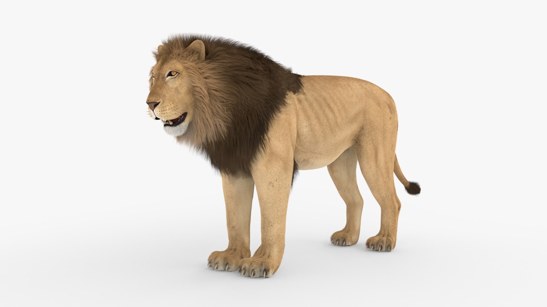 Lion Rigged 3D - TurboSquid 1901060