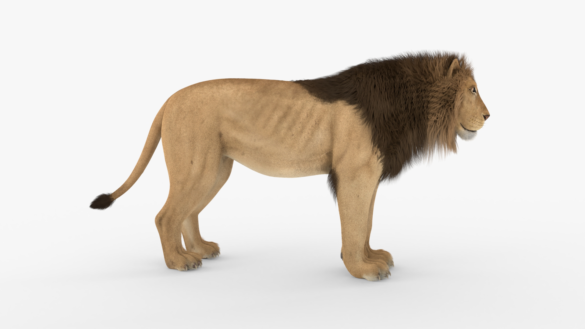 Lion Rigged 3D - TurboSquid 1901060