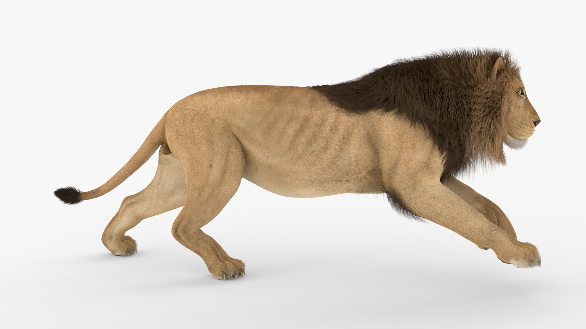 Lion Rigged 3D - TurboSquid 1901060