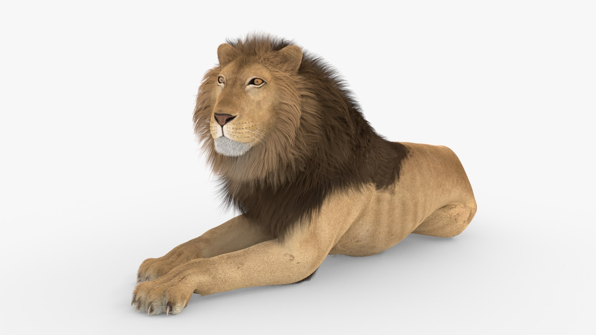 Lion Rigged 3D - TurboSquid 1901060