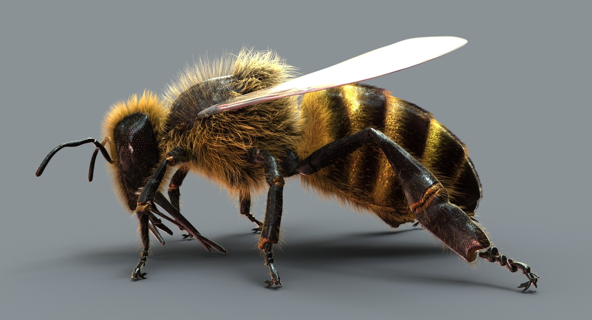 Honeybee Rigged Fur 2 3D Model - TurboSquid 1342555