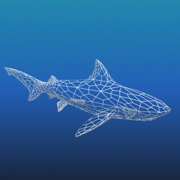 shark fish 3d model