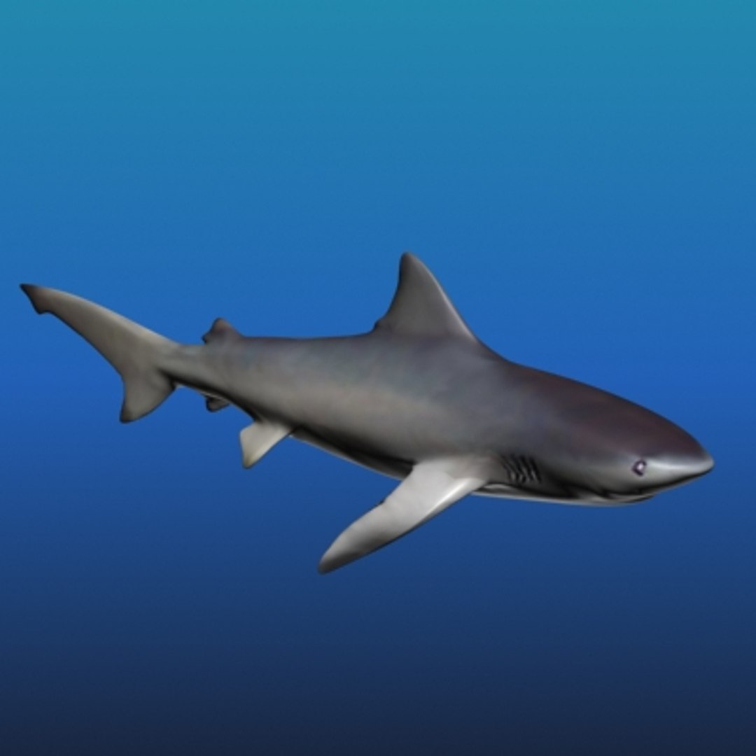 Shark Fish 3d Model