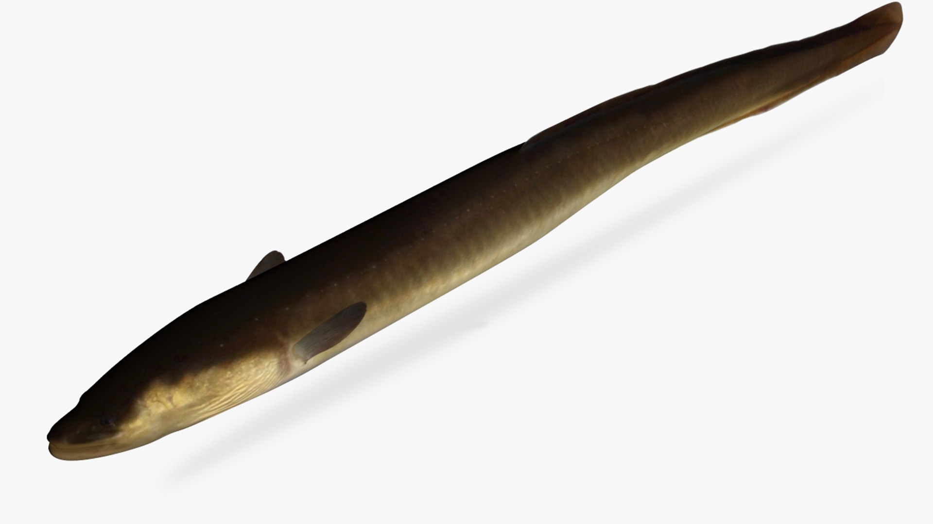 3D Model Anguilla Rostrata American Eel - TurboSquid 1336625