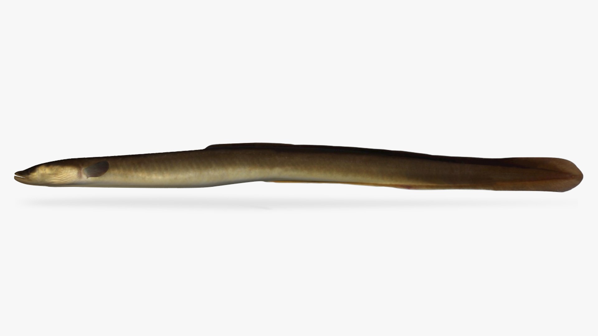 3D Model Anguilla Rostrata American Eel - TurboSquid 1336625