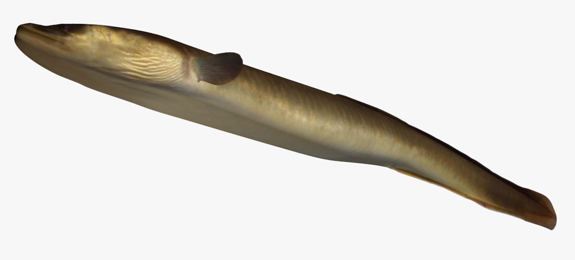 3D Model Anguilla Rostrata American Eel - TurboSquid 1336625