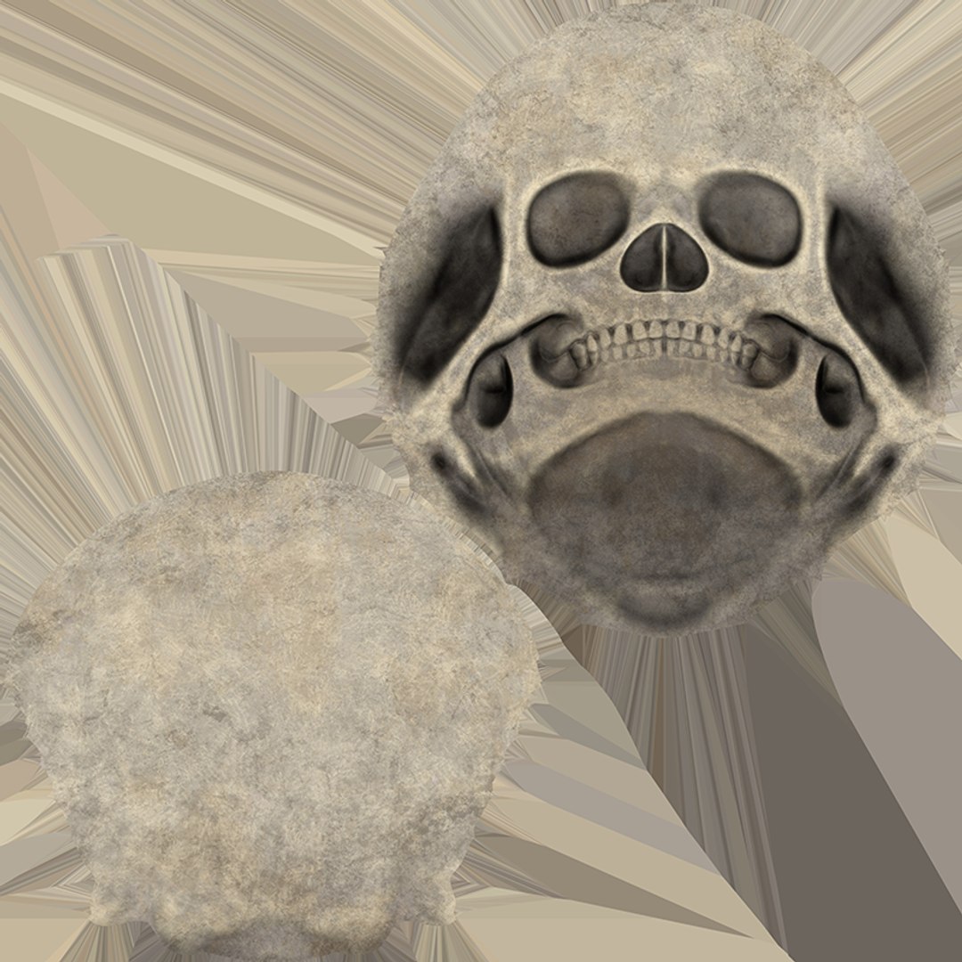 3D Skulls Lowpoly 4k Low-poly Model - TurboSquid 1898780