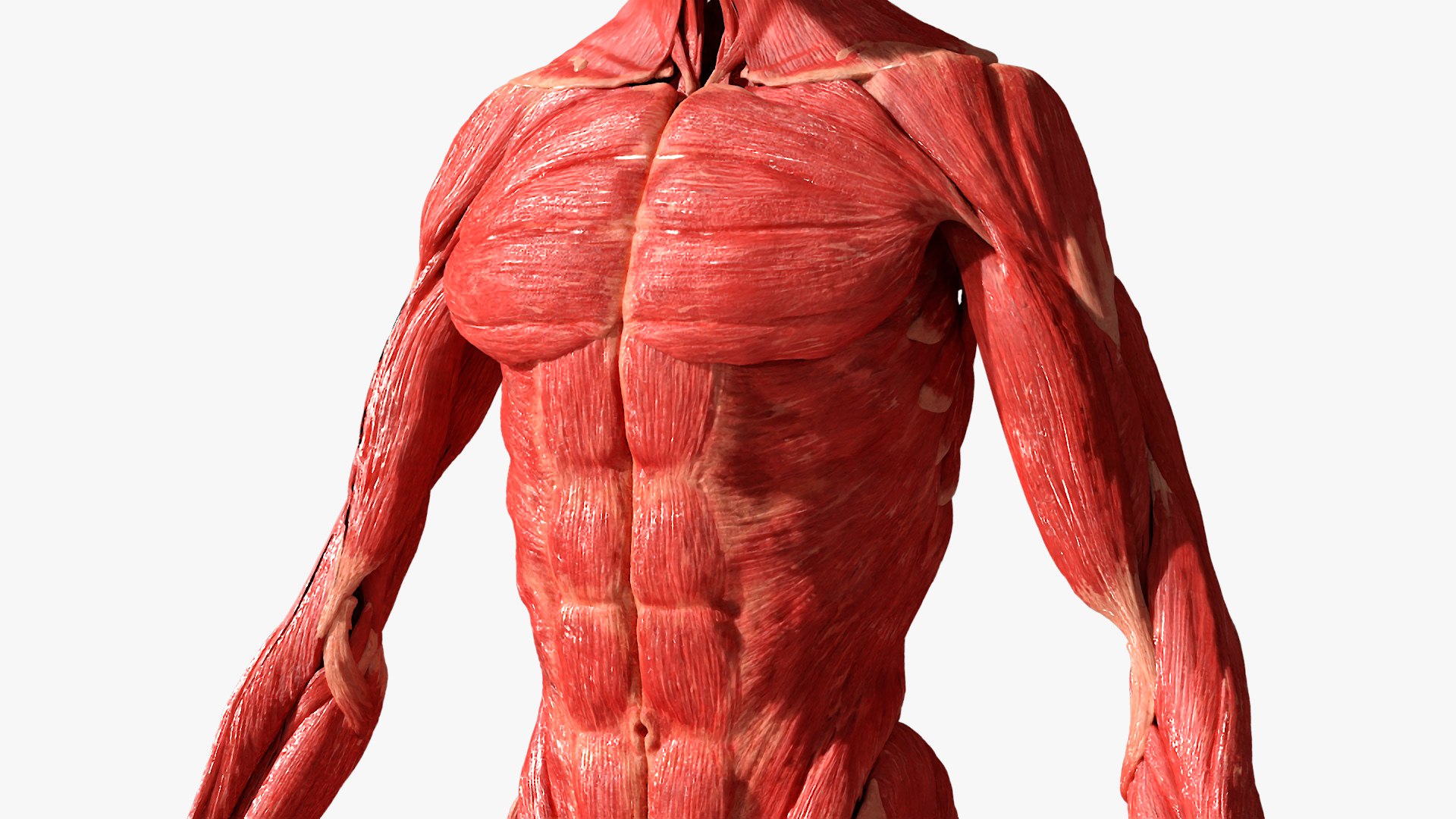 3D Muscular System Male Anatomy Rigged - TurboSquid 2411534
