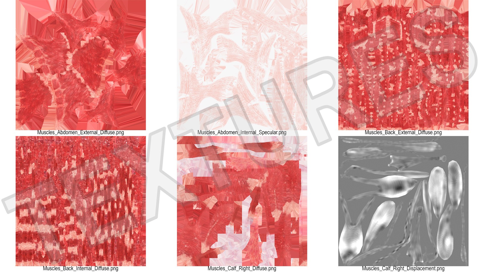 3D Muscular System Male Anatomy Rigged - TurboSquid 2411534