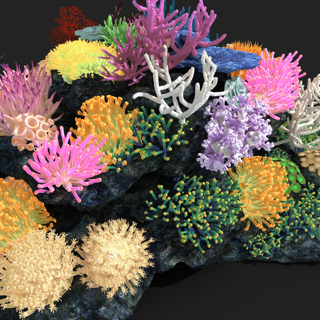 3d coral model