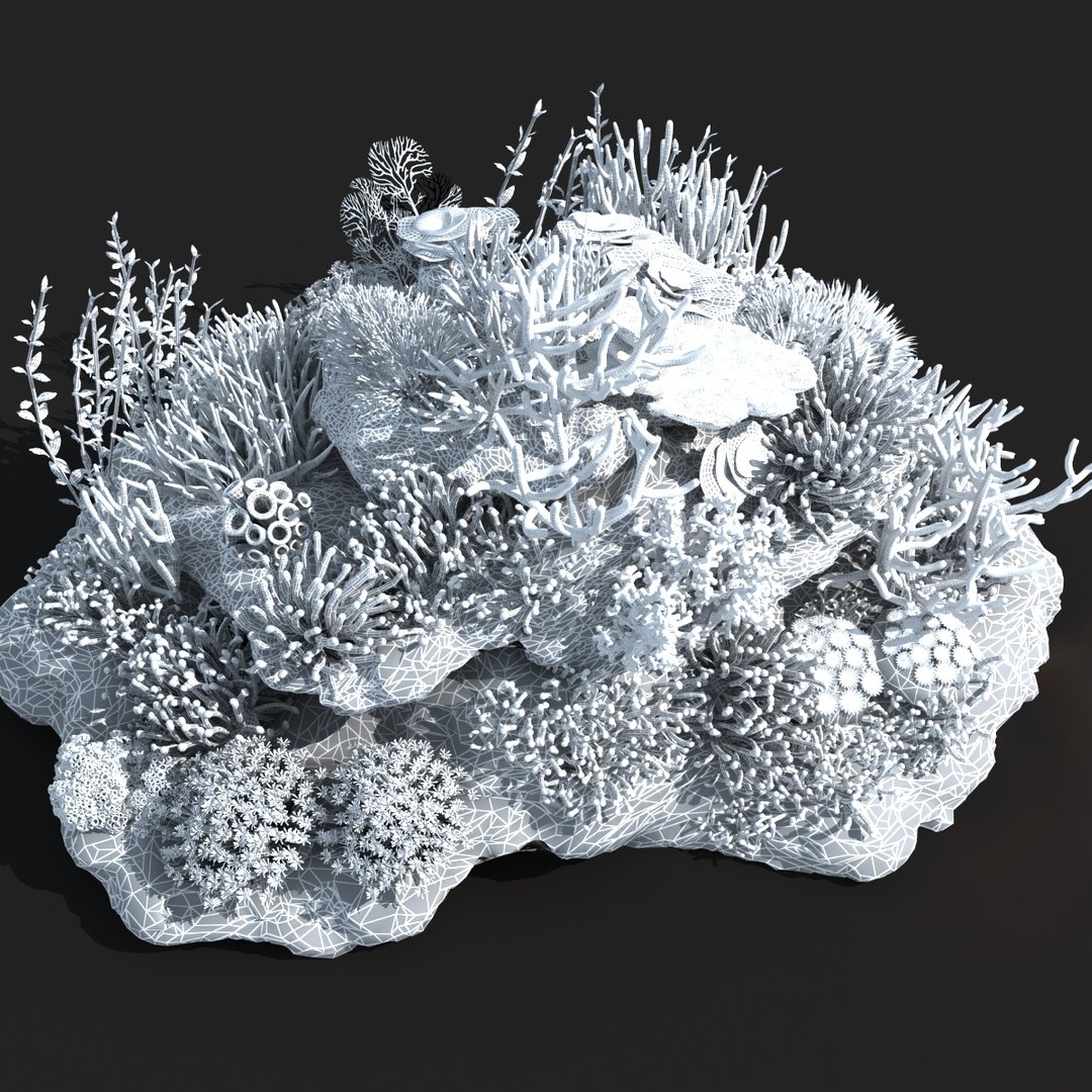 3d Coral Model