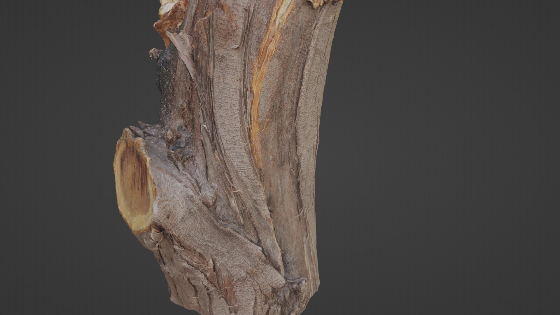 Stump Model - TurboSquid 2332324