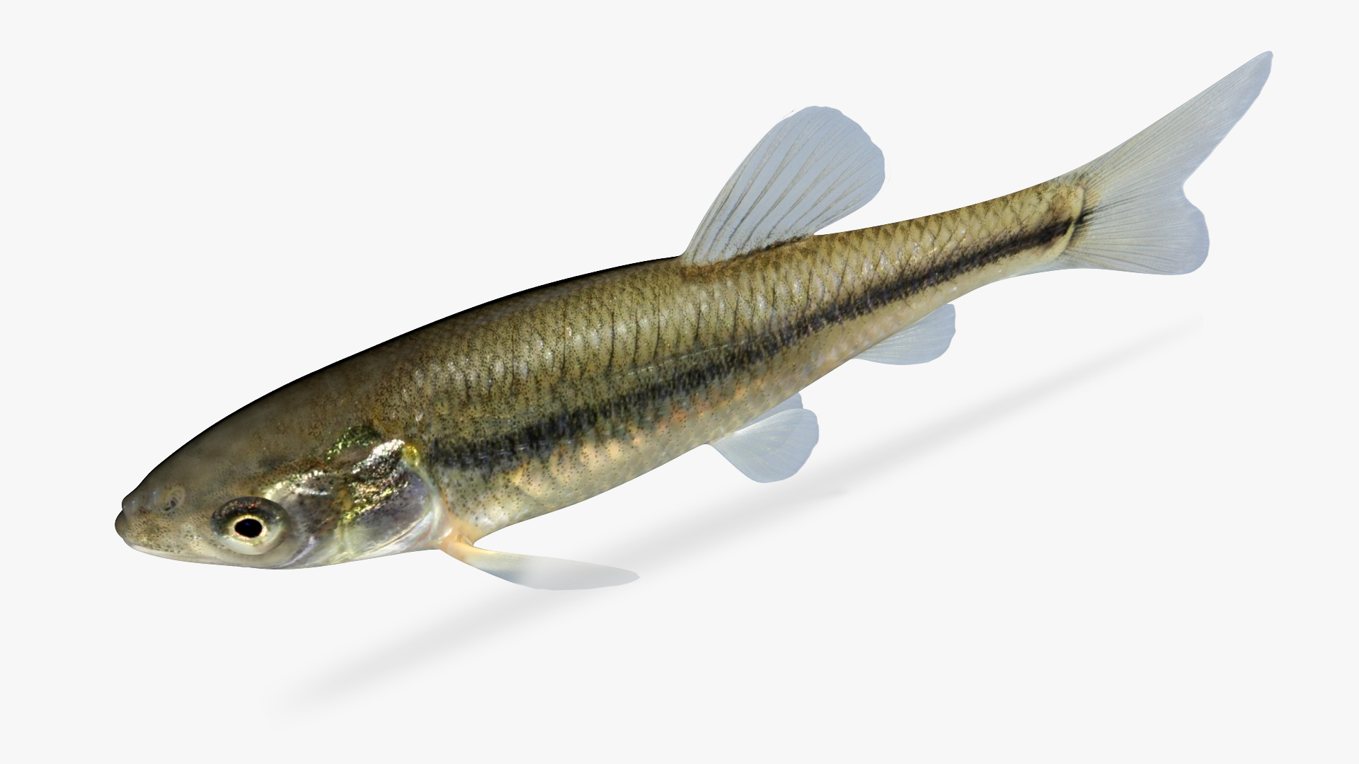 3d pimephales promelas fathead minnow model