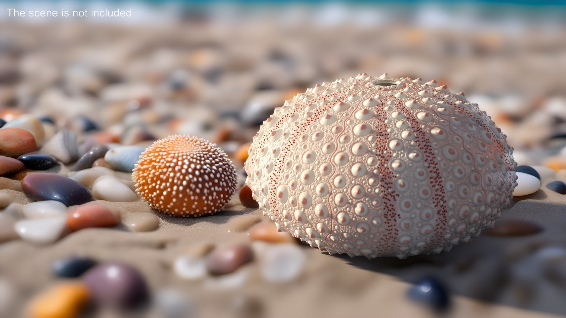 Cornish Sea Urchin Shell Pink 3D Model - TurboSquid 2115631