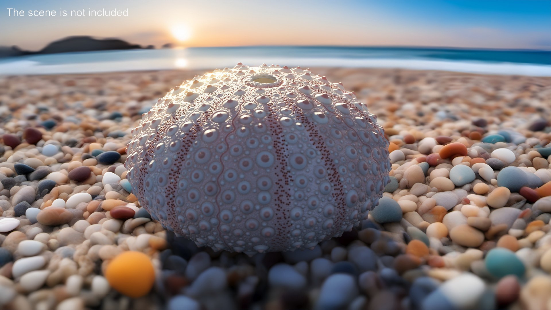 Cornish Sea Urchin Shell Pink 3D Model - TurboSquid 2115631