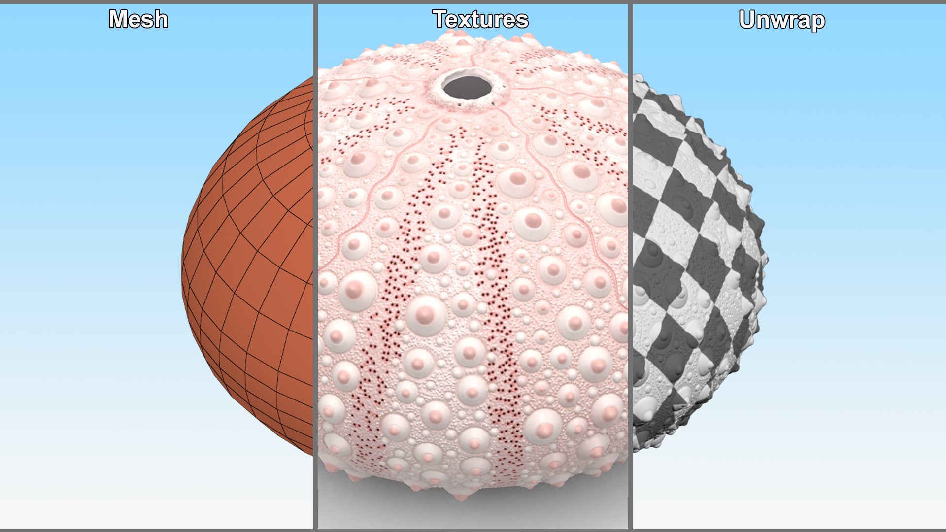 Cornish Sea Urchin Shell Pink 3D Model - TurboSquid 2115631