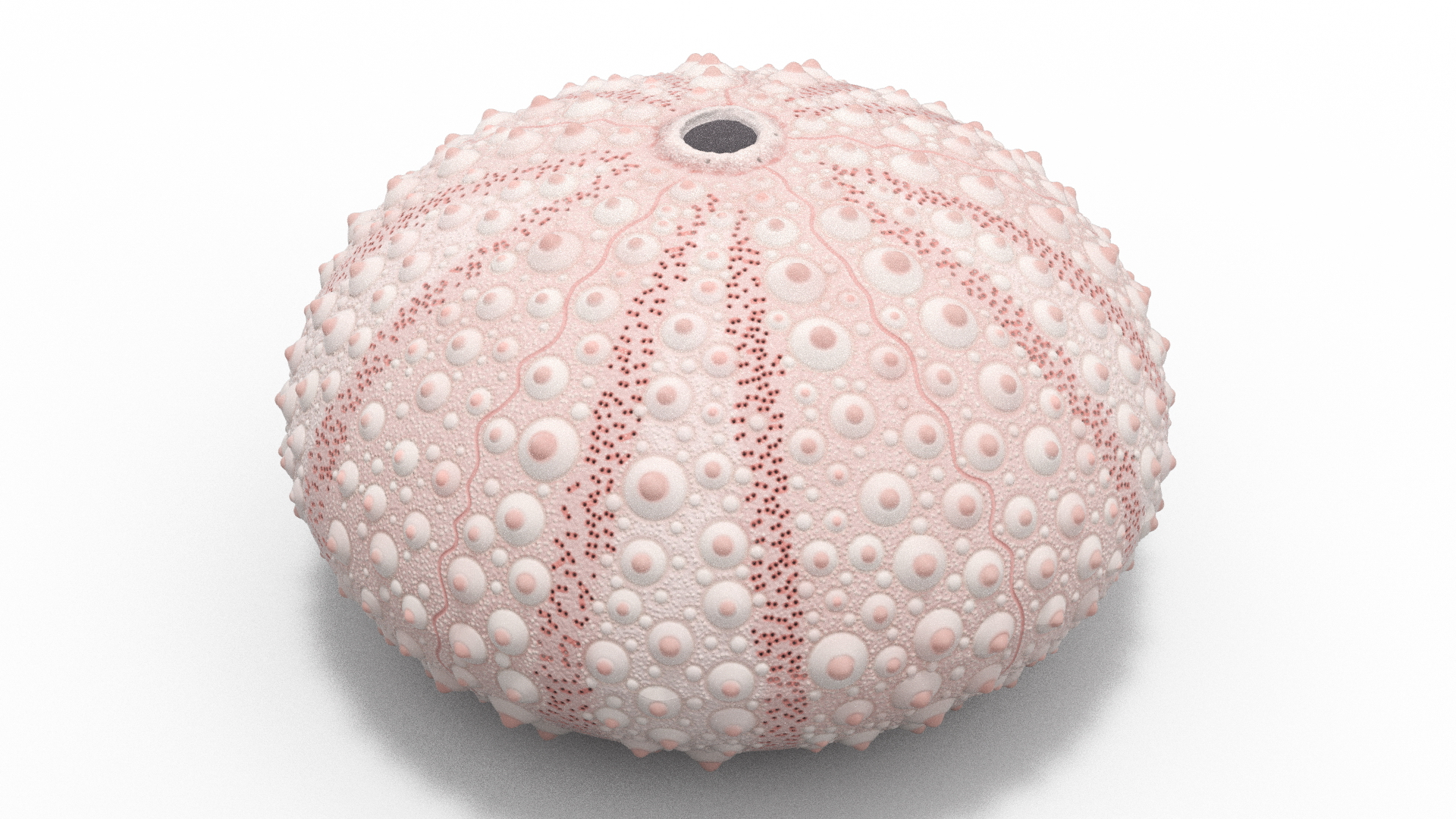 Cornish Sea Urchin Shell Pink 3D Model - TurboSquid 2115631