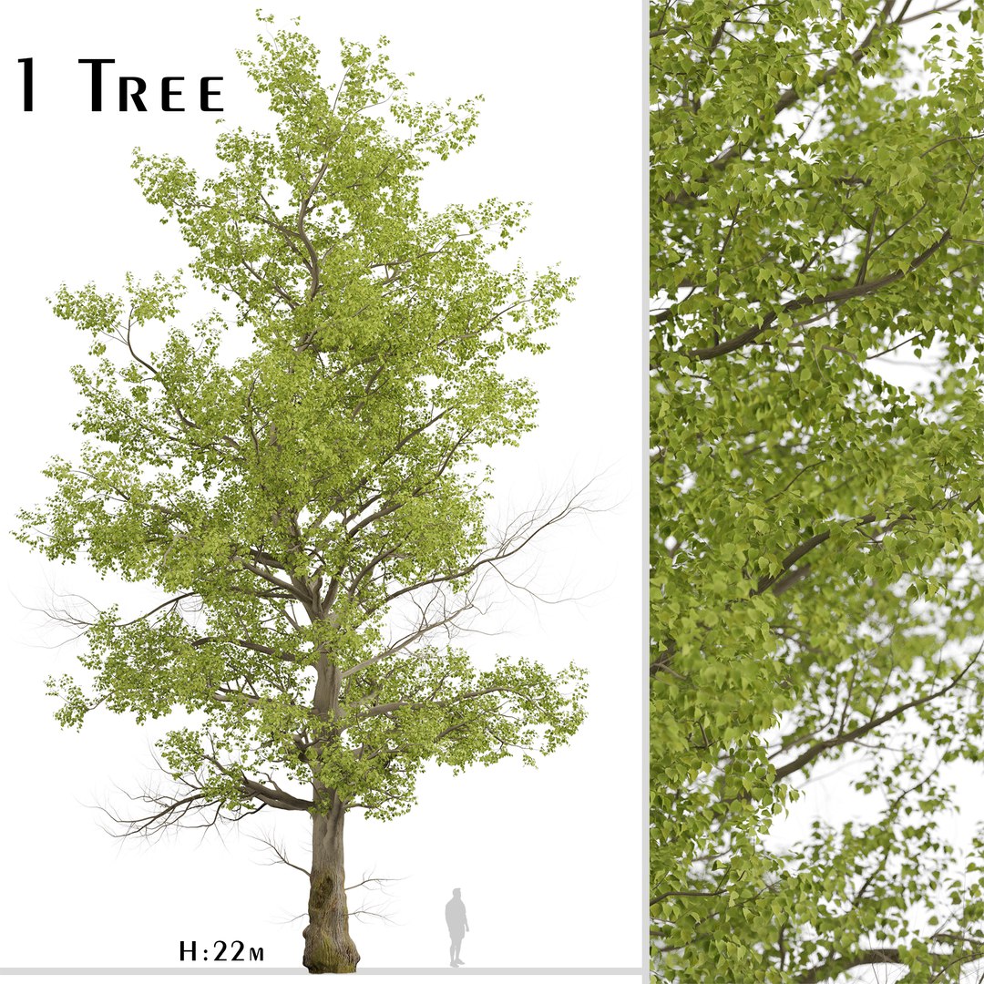 3D American Sycamore Or Platanus Occidentalis Tree 1 Tree Model ...
