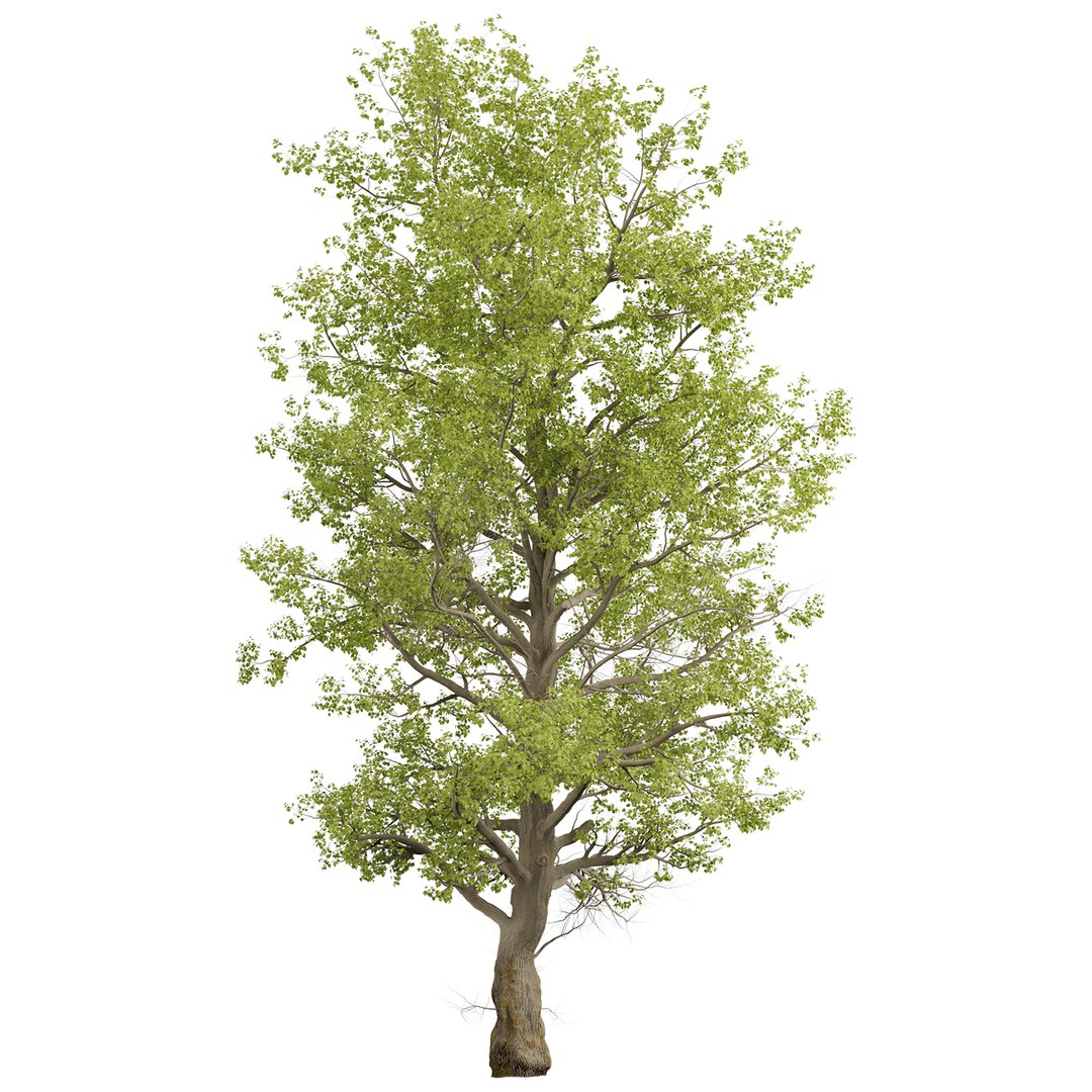3D American Sycamore Or Platanus Occidentalis Tree 1 Tree Model ...