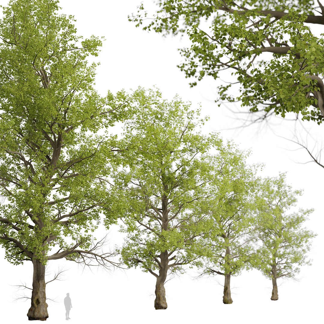 3D American Sycamore or Platanus Occidentalis Tree 1 Tree model ...