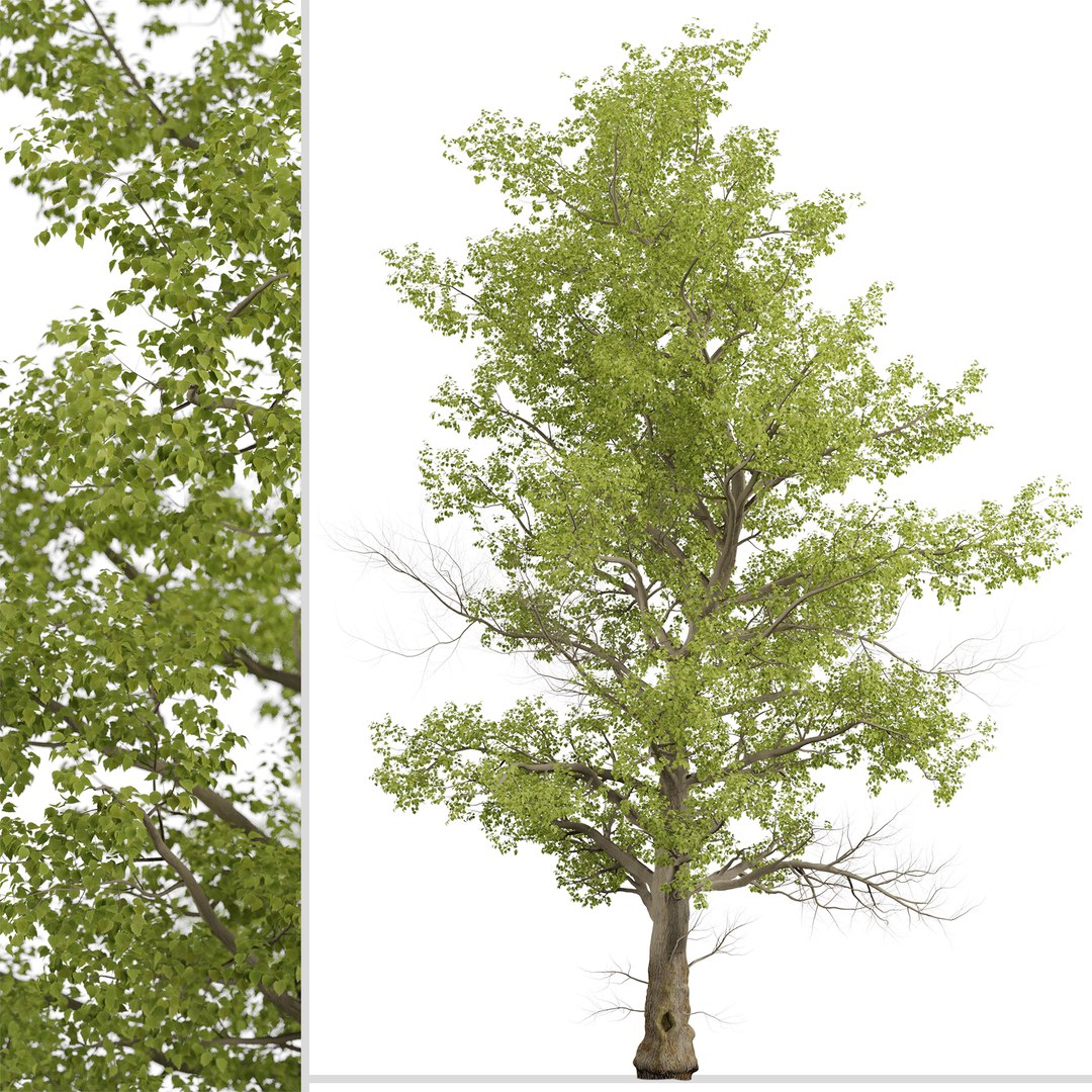 3D American Sycamore Or Platanus Occidentalis Tree 1 Tree Model ...