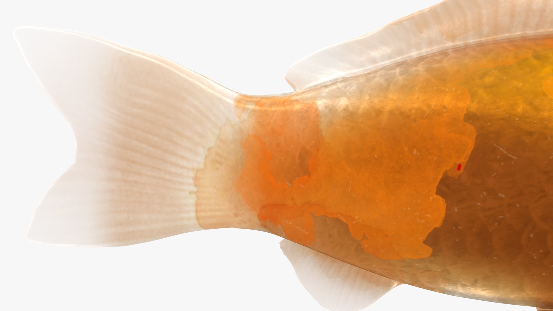 Japanese Carp Fish Rigged L1844 3D model - TurboSquid 1969241