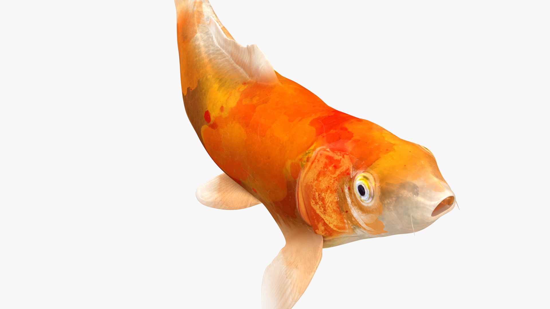 Japanese Carp Fish Rigged L1844 3D model - TurboSquid 1969241