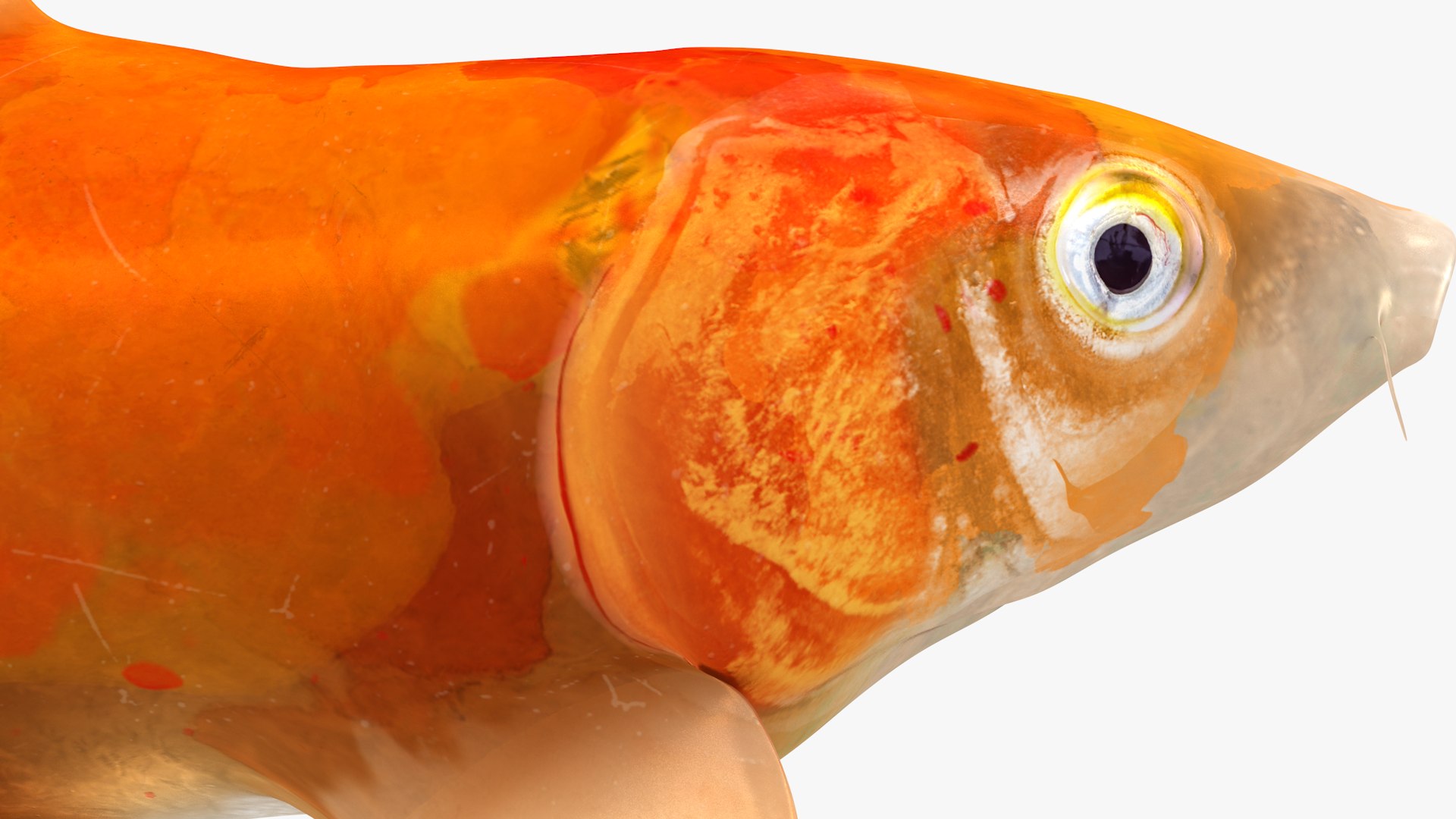 Japanese Carp Fish Rigged L1844 3D model - TurboSquid 1969241