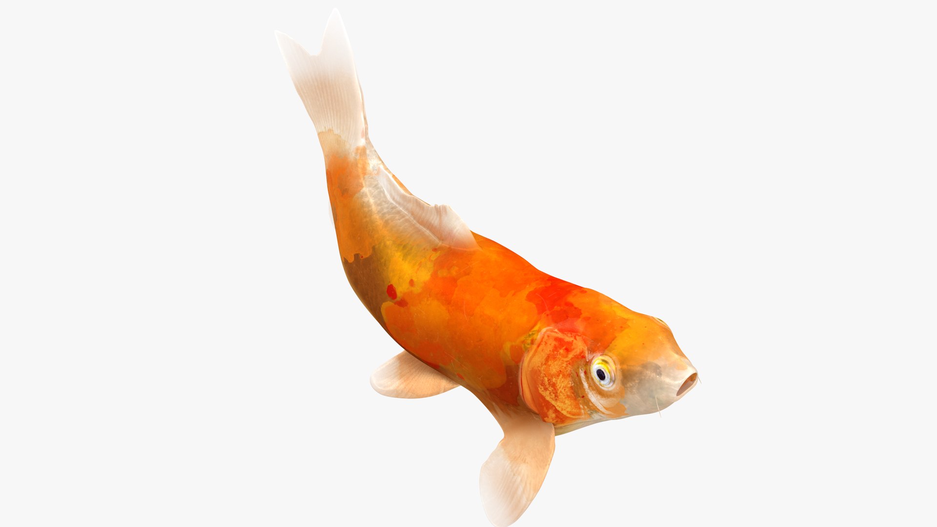 Japanese Carp Fish Rigged L1844 3D model - TurboSquid 1969241