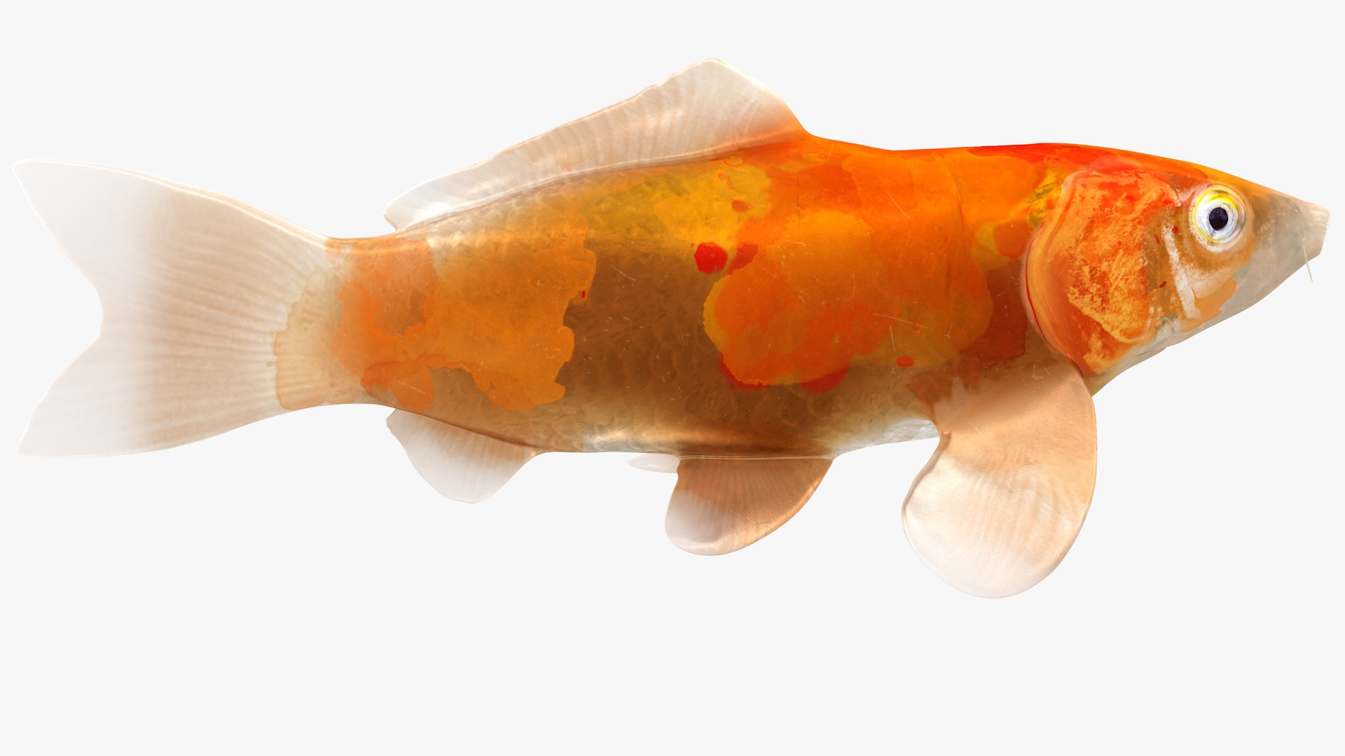 Japanese Carp Fish Rigged L1844 3D model - TurboSquid 1969241