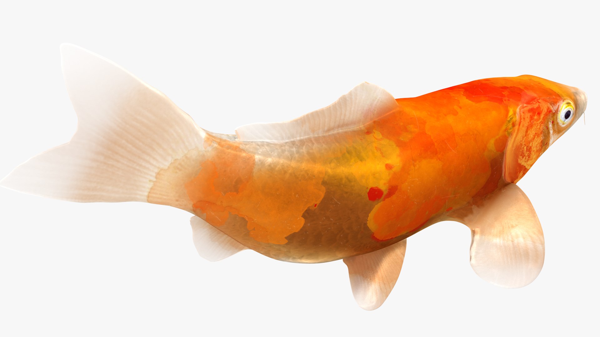 Japanese Carp Fish Rigged L1844 3D model - TurboSquid 1969241