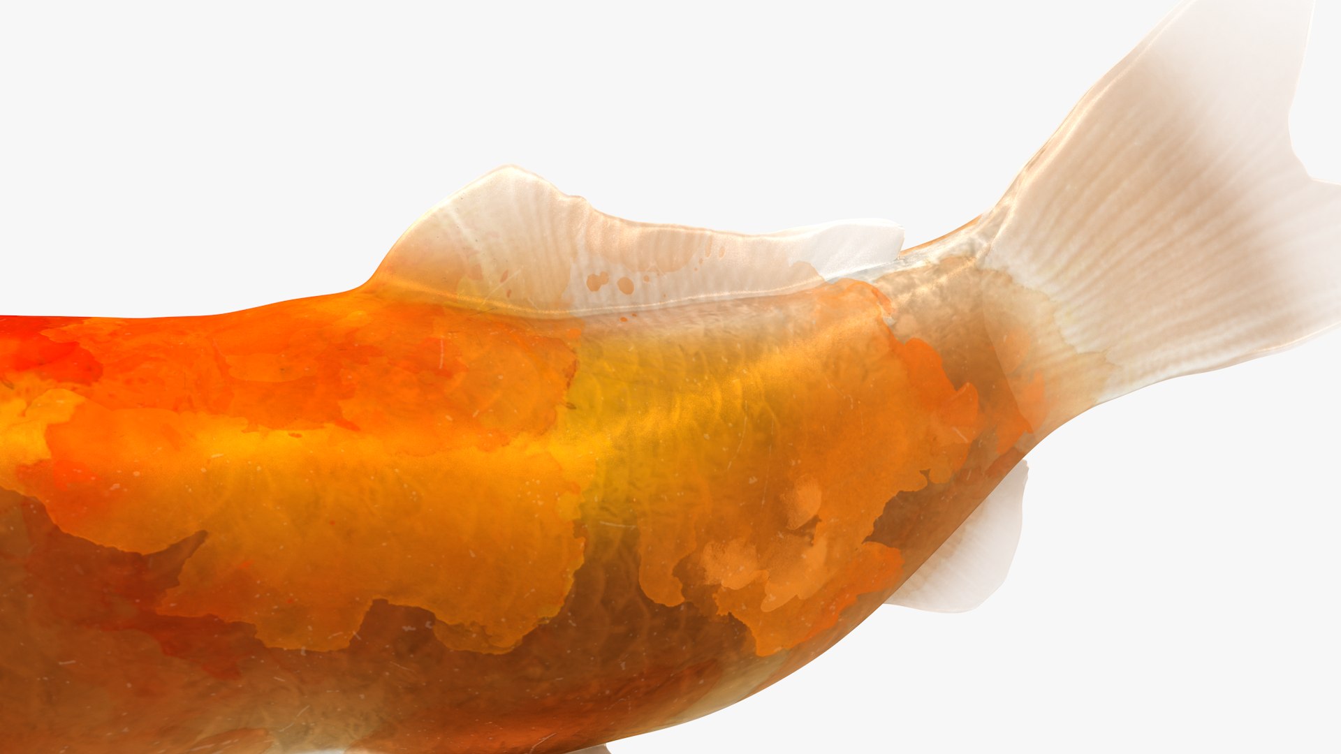 Japanese Carp Fish Rigged L1844 3D model - TurboSquid 1969241