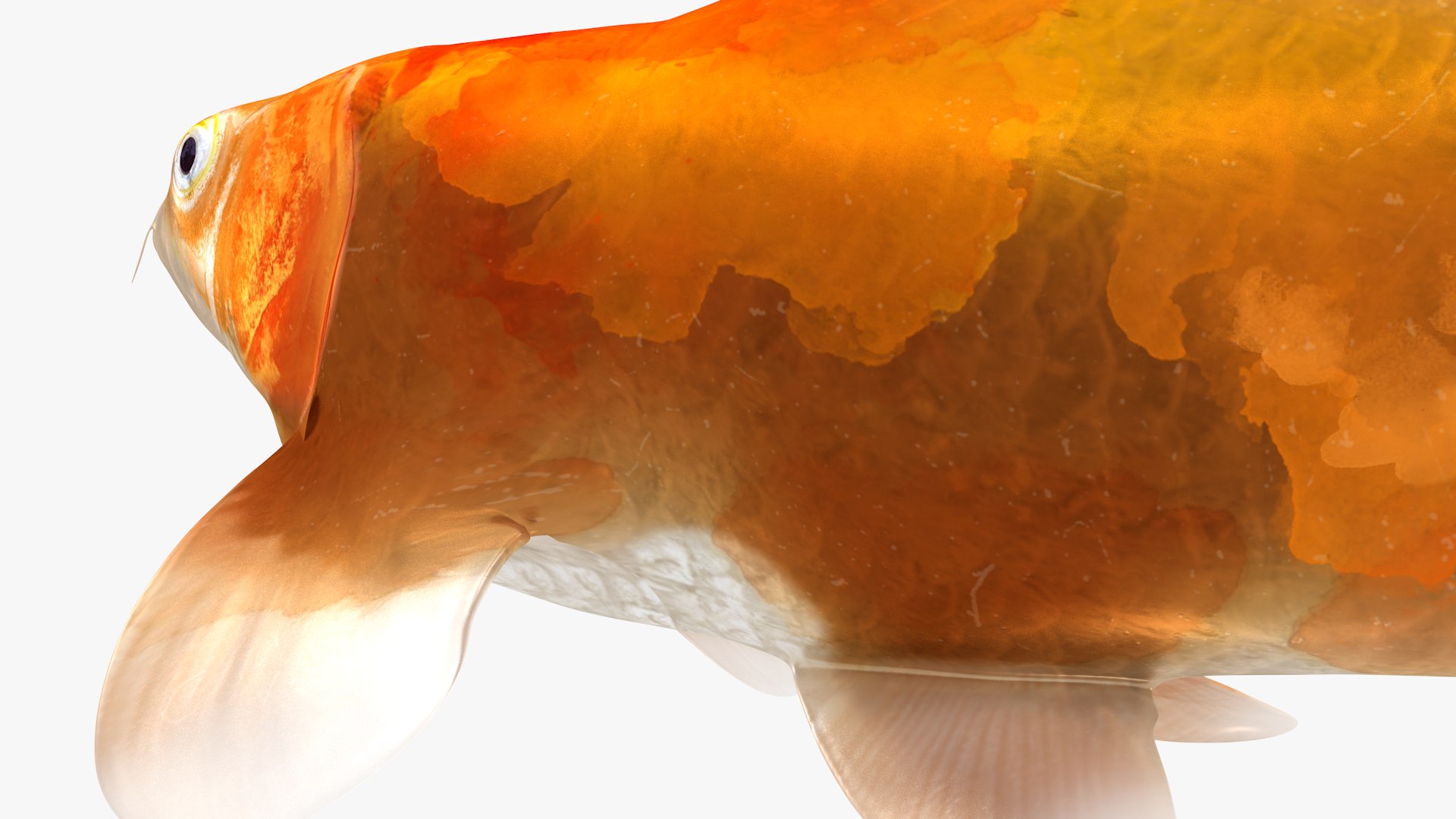 Japanese Carp Fish Rigged L1844 3D model - TurboSquid 1969241