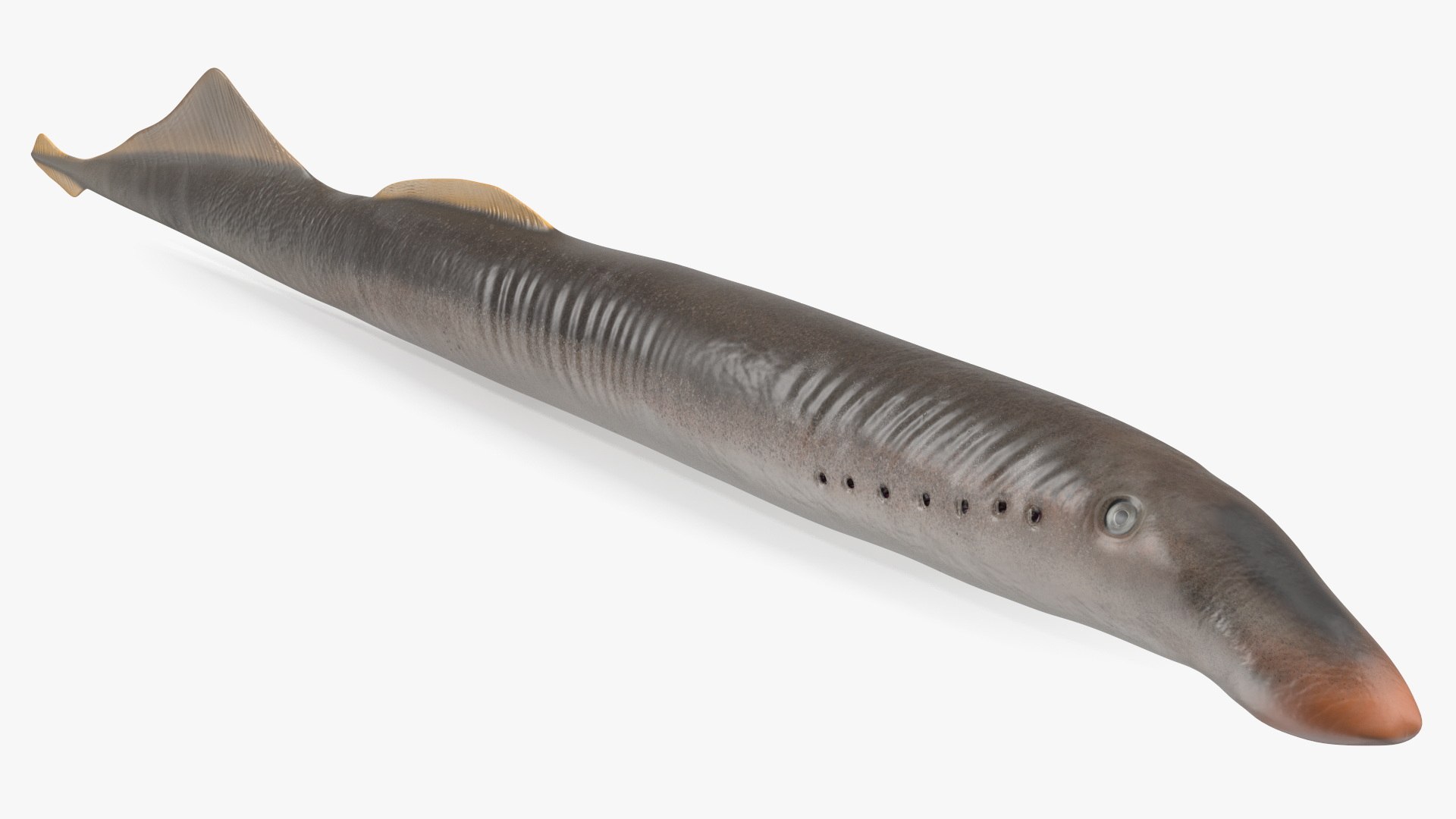 3D Model Lamprey Eel Basic Pose - TurboSquid 2191698